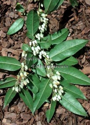 Florida Leucothoe, Agarista - Agarista populifolia 5 gal. [SHR-FLORL ...